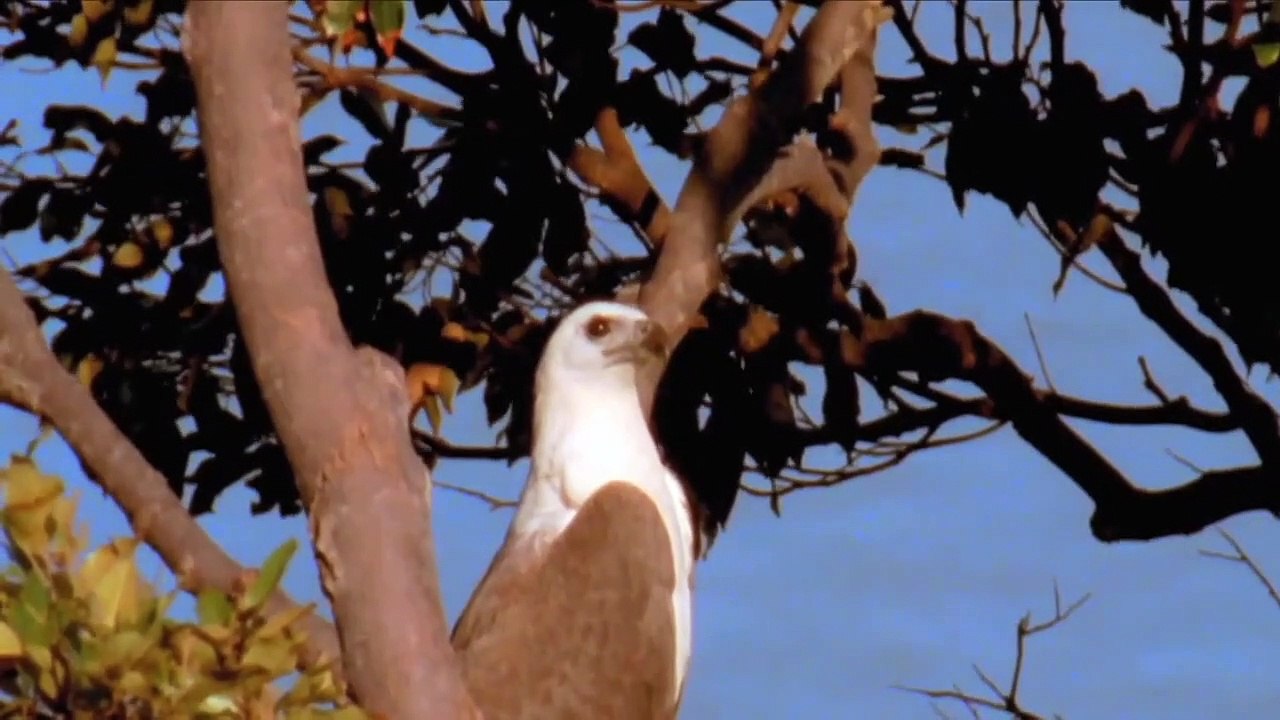 King Eagle Hunting Snake To Feeding Eagle Babies - video Dailymotion