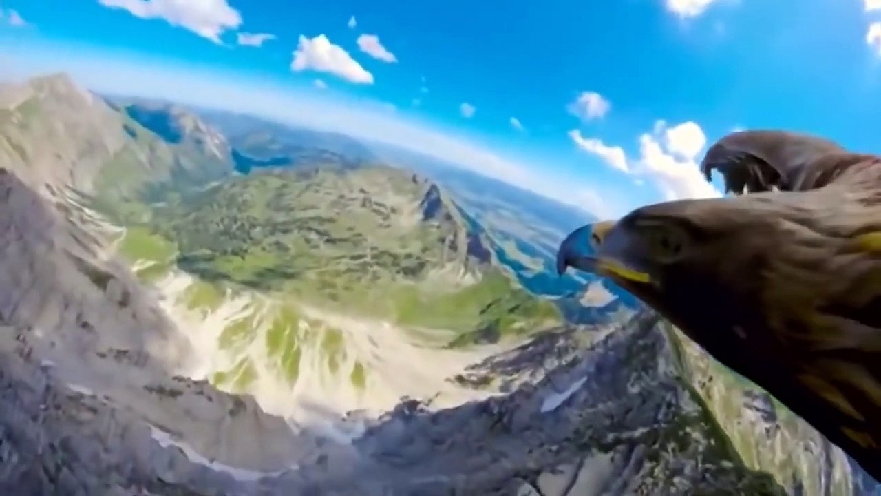 How King Eagle Hunting Goat From High Cliffs (2) - video Dailymotion