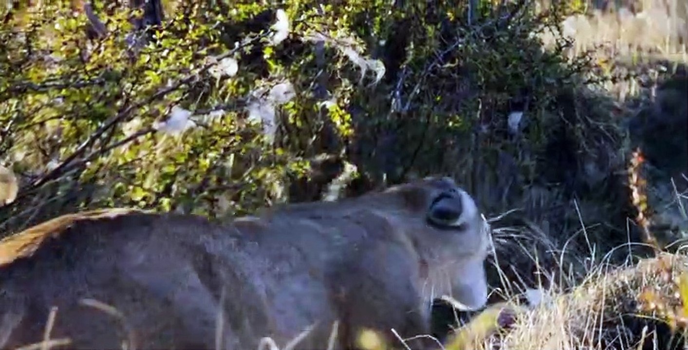 Predators S01 E04 - video Dailymotion