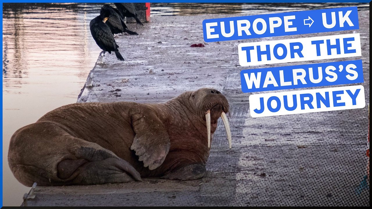 How Thor the Walrus journeyed hundreds of miles across the UK and Europe - video Dailymotion