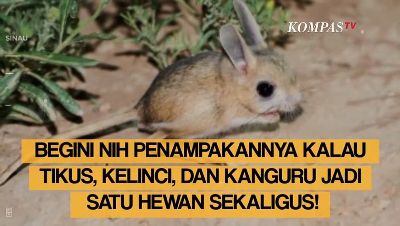 Mengenal Jerboa, Hewan Mirip Tikus, Kelinci, dan Kangguru Sekaligus ...