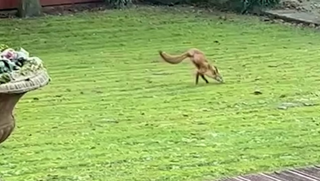 Agile two-legged fox hops around garden in Derbyshire - video Dailymotion