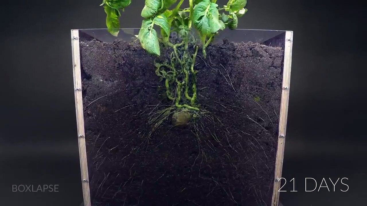 Potato Growing Underground Time Lapse - 92 Days - video Dailymotion