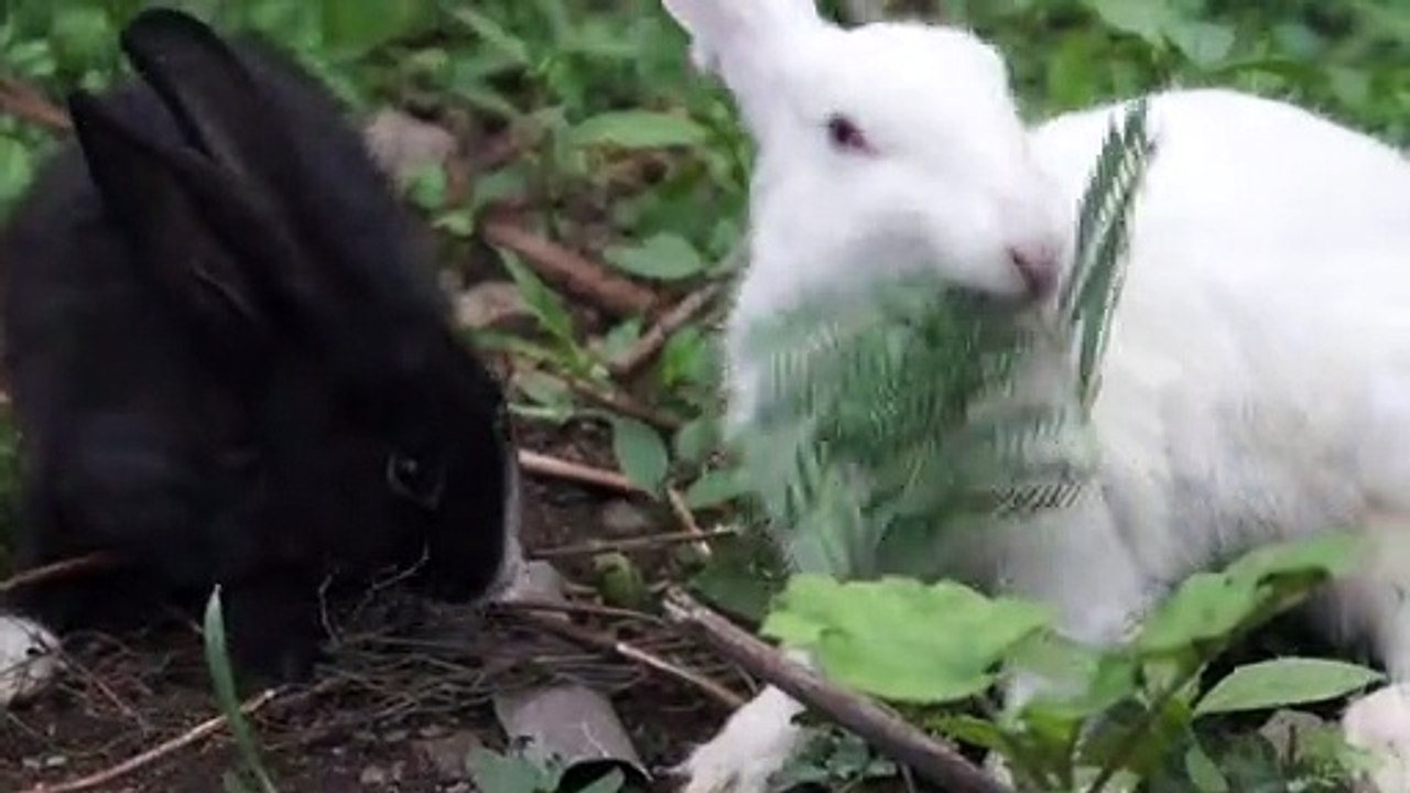 Tow beautiful rabbits| animals lover - video Dailymotion