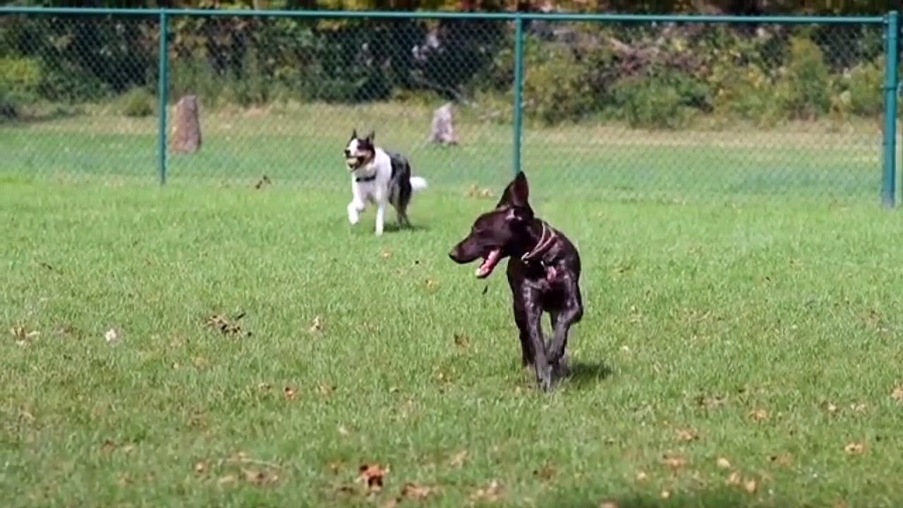 greyhound coursing 2023!dog race | coursing | racing - video Dailymotion