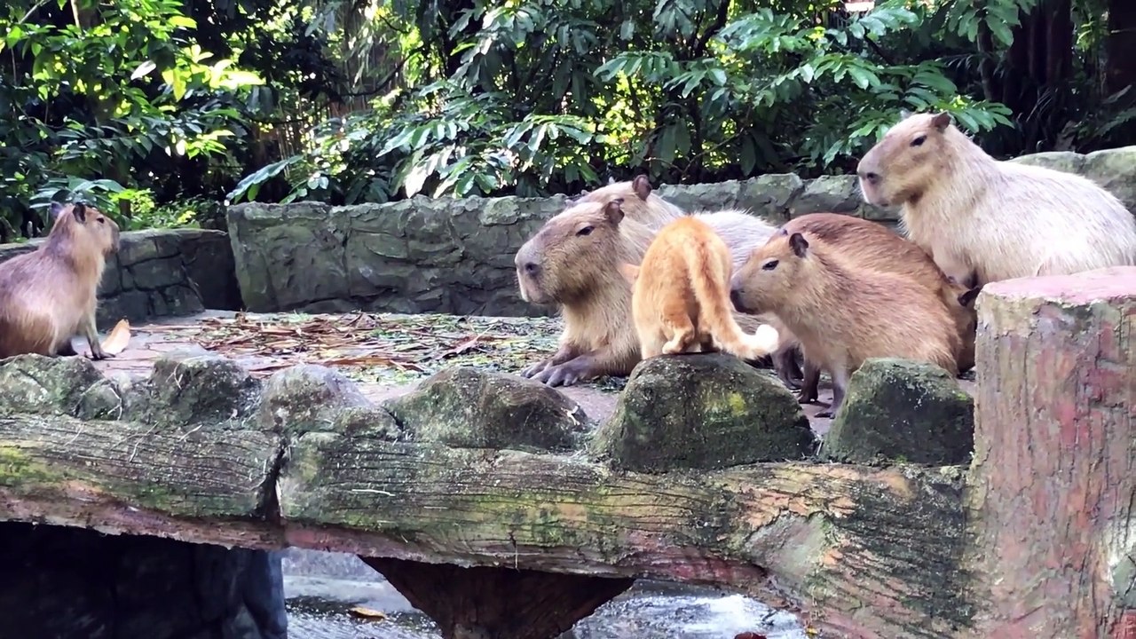 This Cat Grew Up Among Capybaras at a Zoo - video Dailymotion