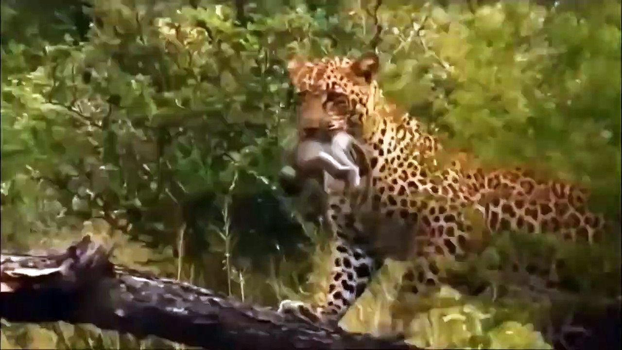 NEWBORN IMPALA LUCKY ESCAPE FROM FIVE CHEETAH CHASING Mother Impala ...
