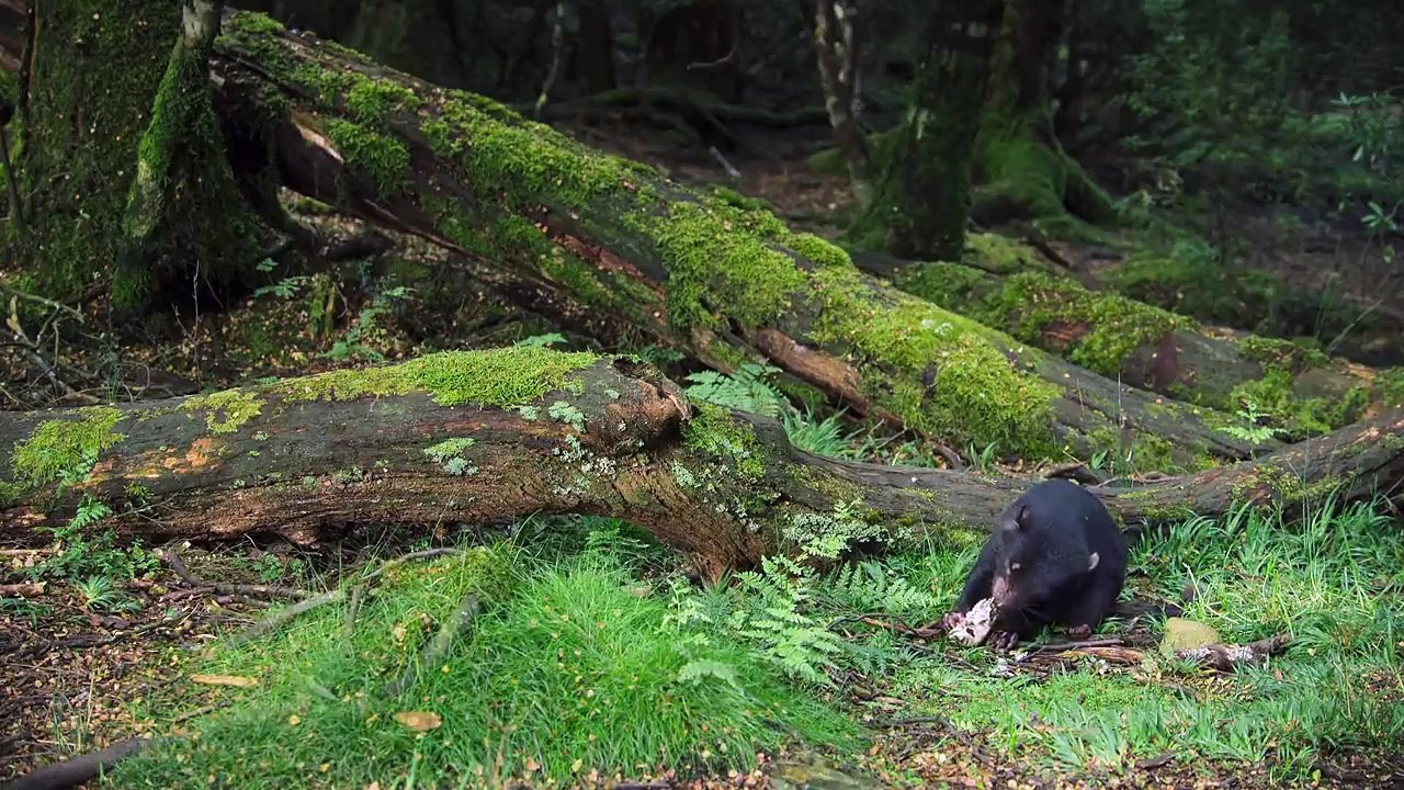 Animal - Se1 - Ep03 - Marsupials HD Watch - video Dailymotion