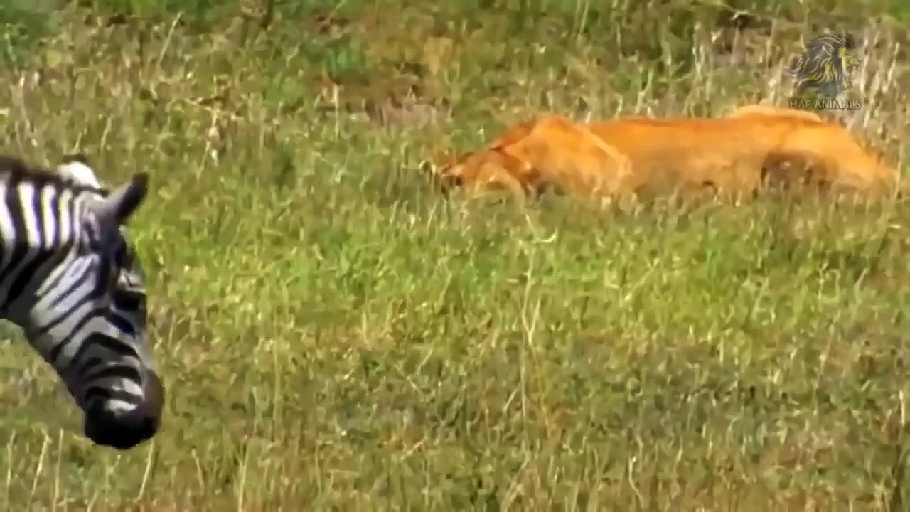 Buffalo Fight Back Lions To Save Friend Zebra Kicks Lion's Belly To ...