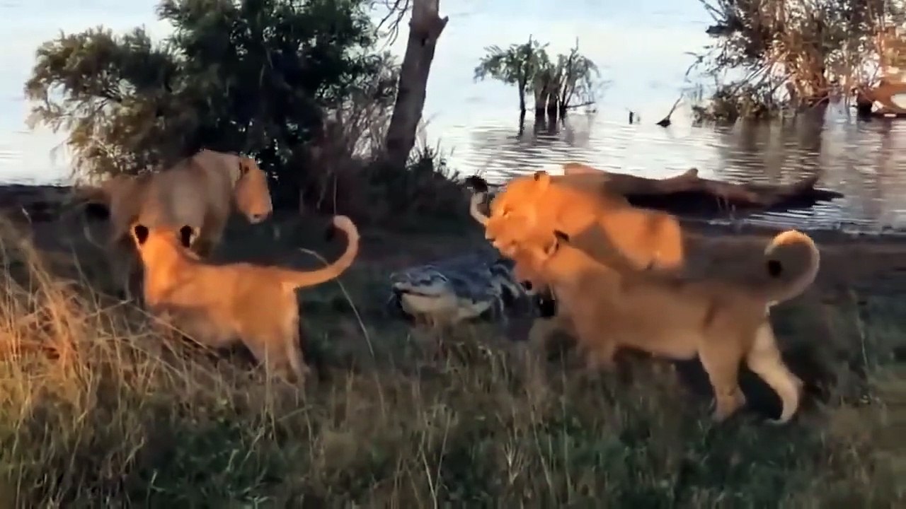 Crocodile Vs Lion For Prey -- Wild Animals Jaguar Vs Antelope; Wild Dog ...