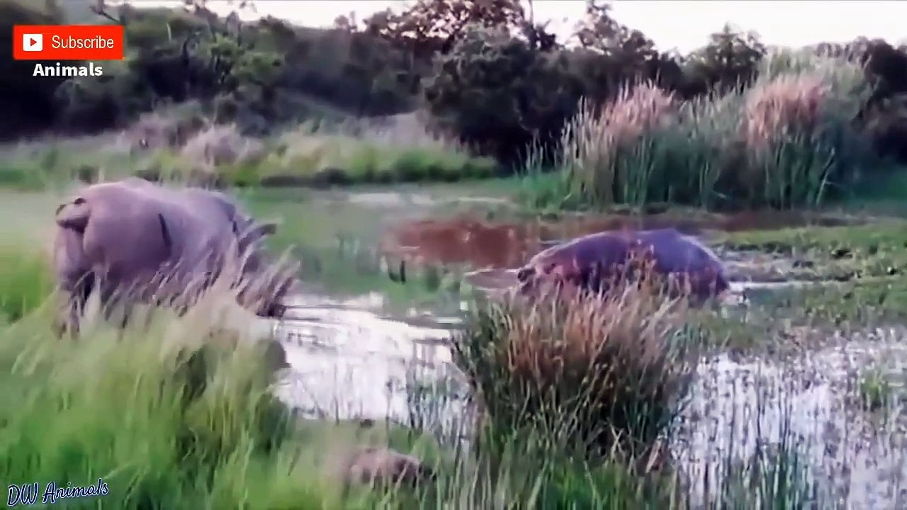 Synthesize Wild Battles Of Animals Lion Vs Crocodile, Rhinoceros ...