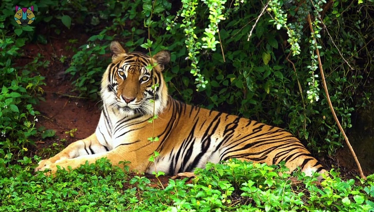 Animals Part 1 - Video Dailymotion