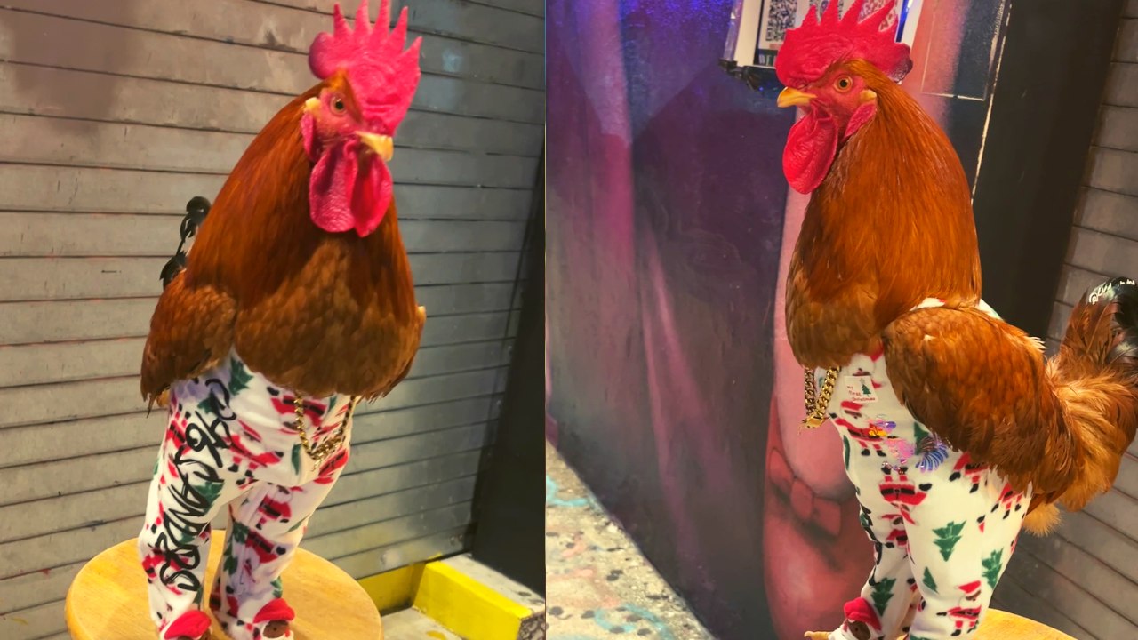 Stylish rooster has his drip game on point while raising money for ...