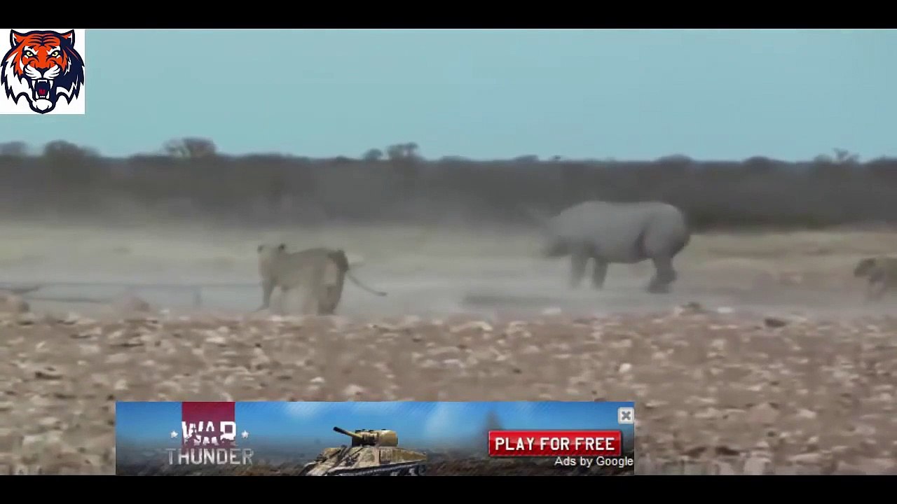 Lion vs Rhino Best animals fights with wild 2016 animals lion tiger ...