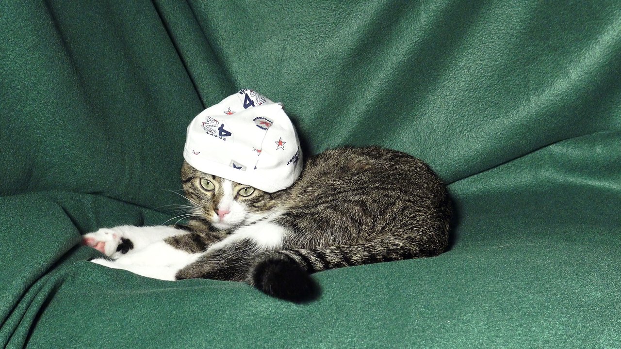 Funny Cat Fights the Cold - video Dailymotion