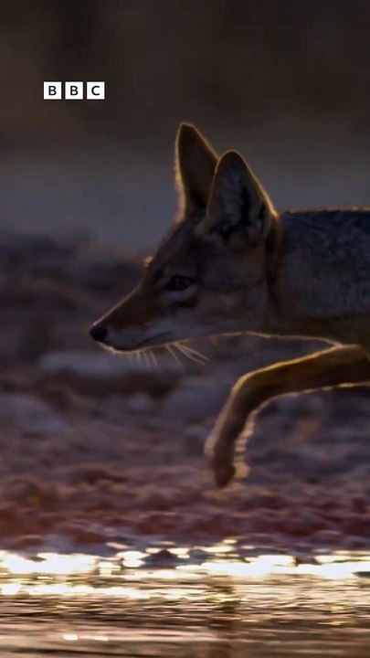 04.A close call _ Dogs In The Wild _ BBC Earth - video Dailymotion