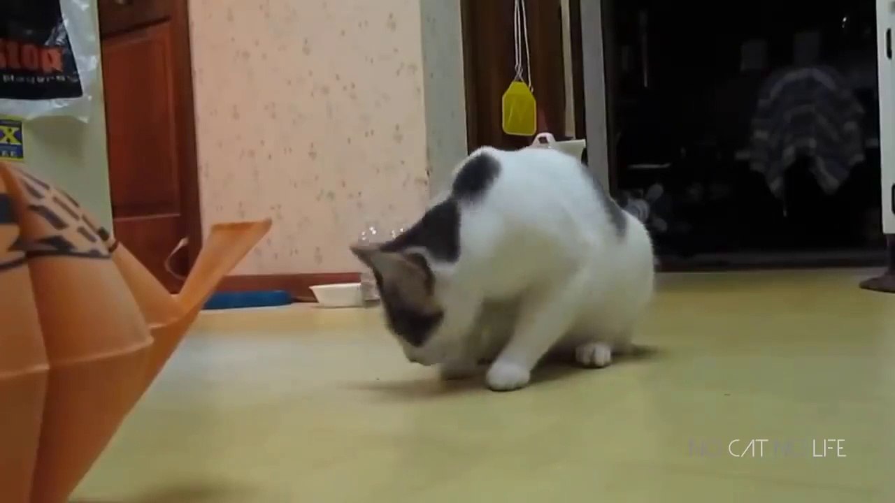 Startled Cats Compilation funny - Vidéo Dailymotion