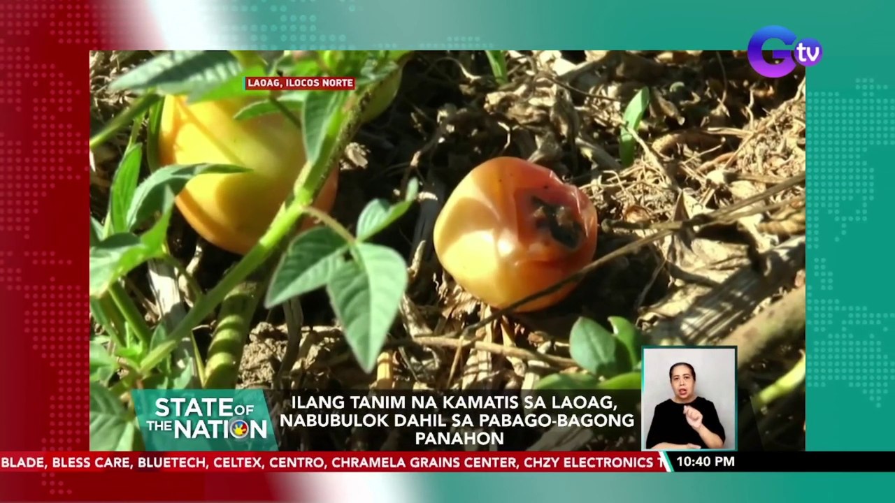 Ilang tanim na kamatis sa Laoag, nabubulok dahil sa pabago-bagong ...