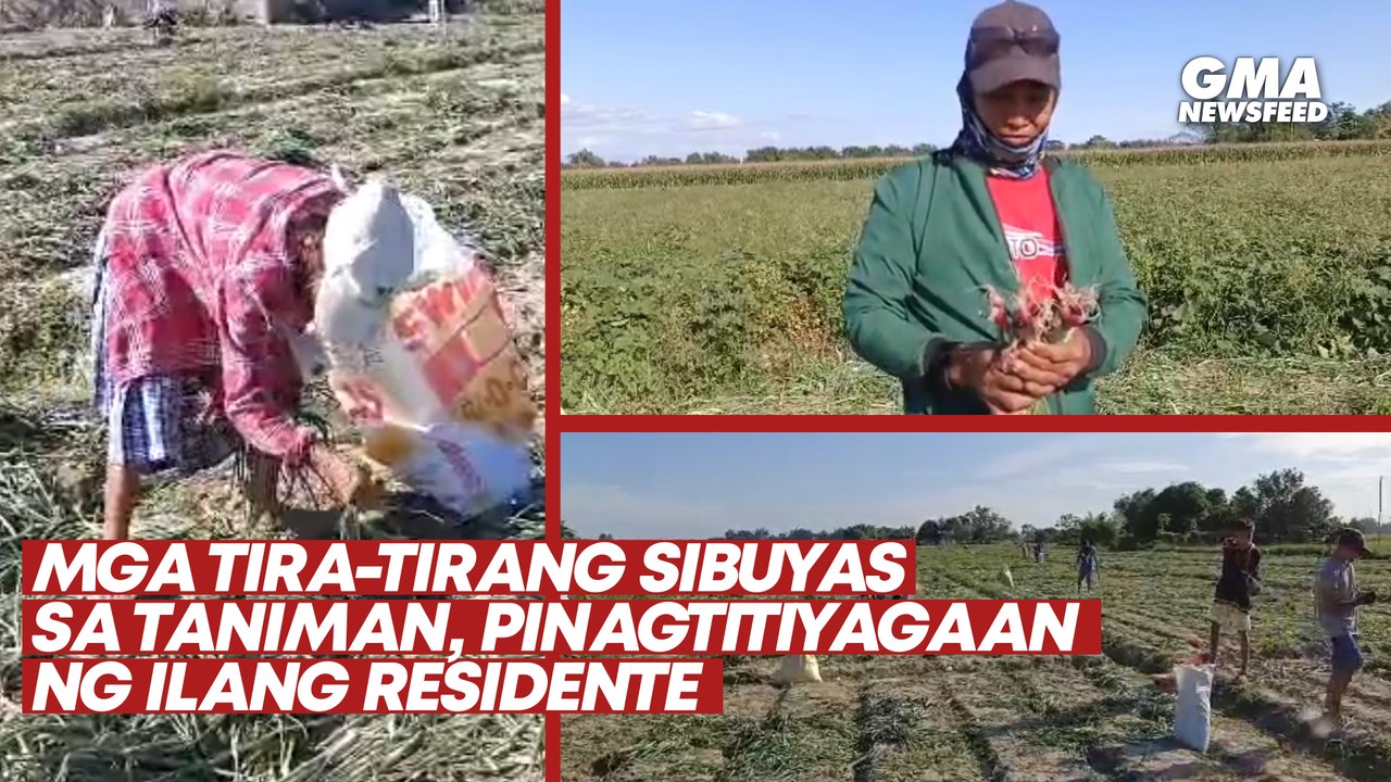 Mga tira-tirang sibuyas sa taniman, pinagtitiyagaan ng ilang residente ...