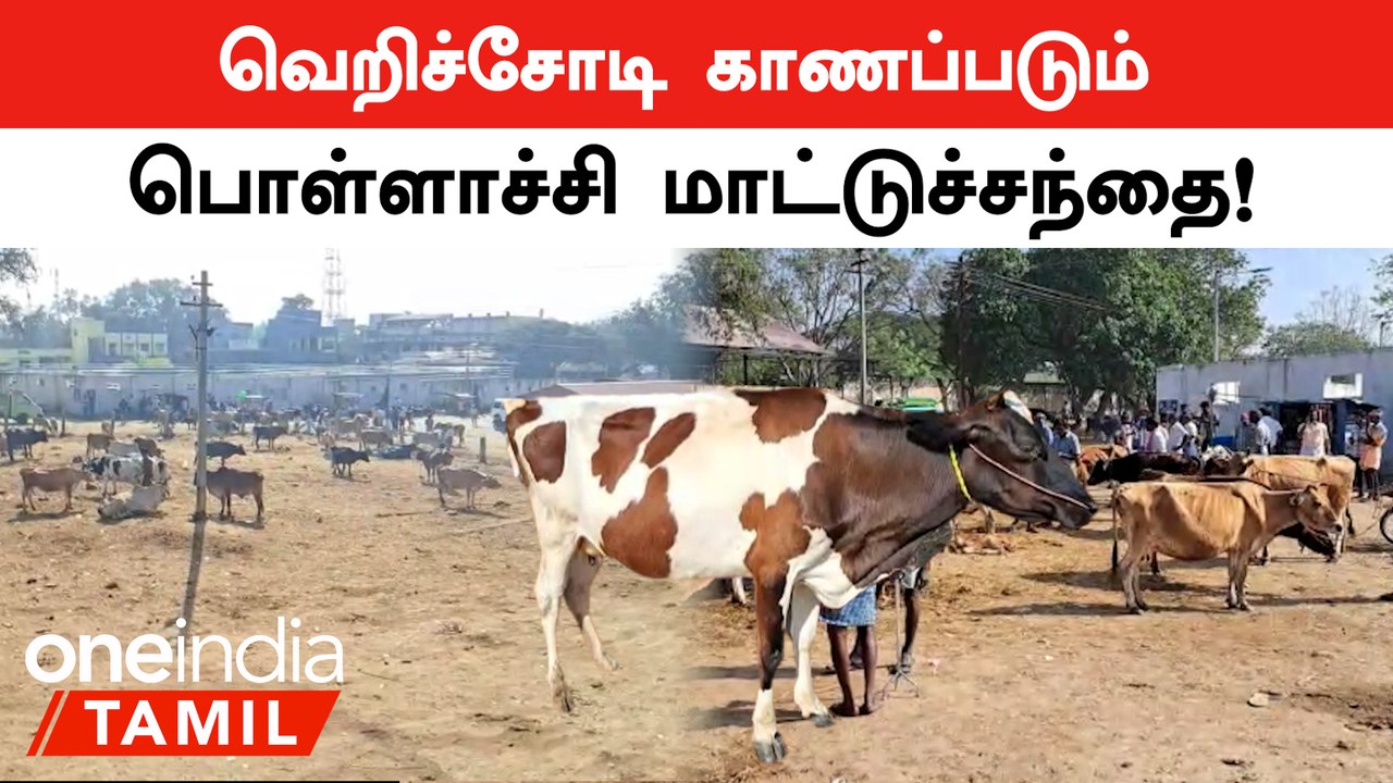 Pollachi | அம்மை நோய் காரணமாக பொள்ளாச்சி மாட்டுச்சந்தைக்கு மாடு வரத்து ...