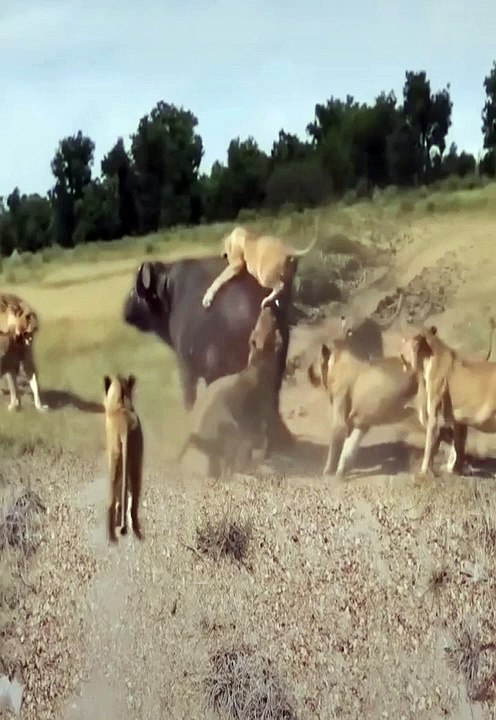 Lions attack buffalo #shorts#lion - video Dailymotion