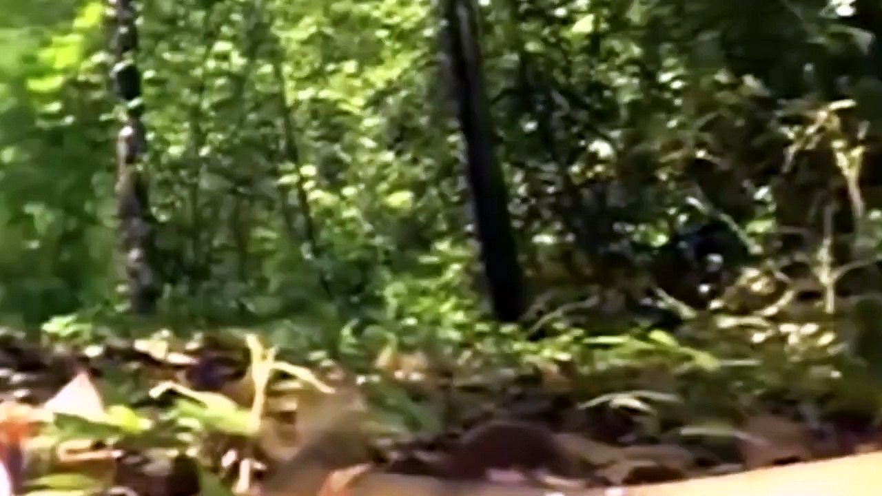 Mongoose vs Snake King Cobra Real Fight Wild Animal Attacks 2020 ...