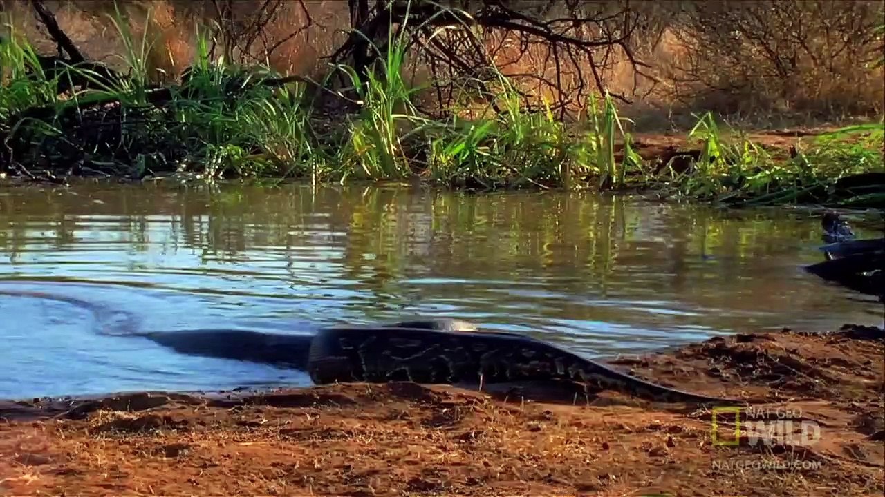 Python Eats Antelope World's Deadliest - video Dailymotion