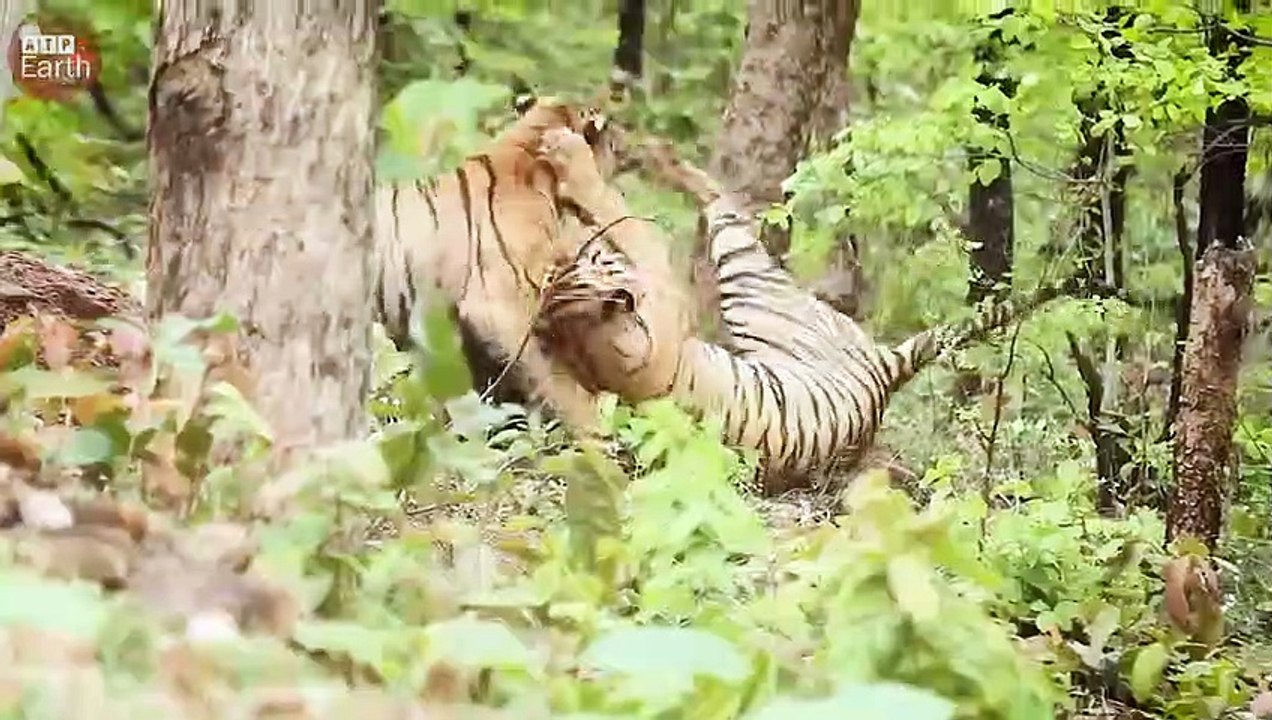 Male Tiger Tired Stealing Meal of Tigress - video Dailymotion
