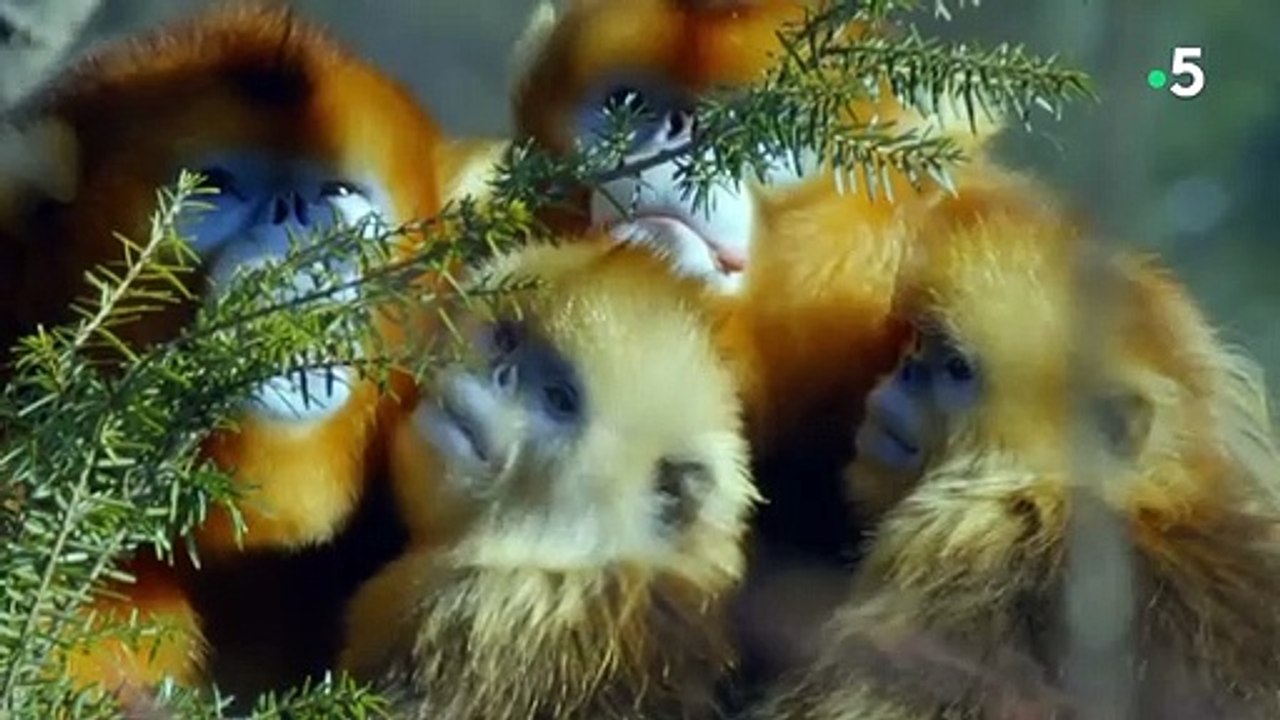 Ceci n'est pas un singe mort-vivant - ZAPPING SAUVAGE - video Dailymotion