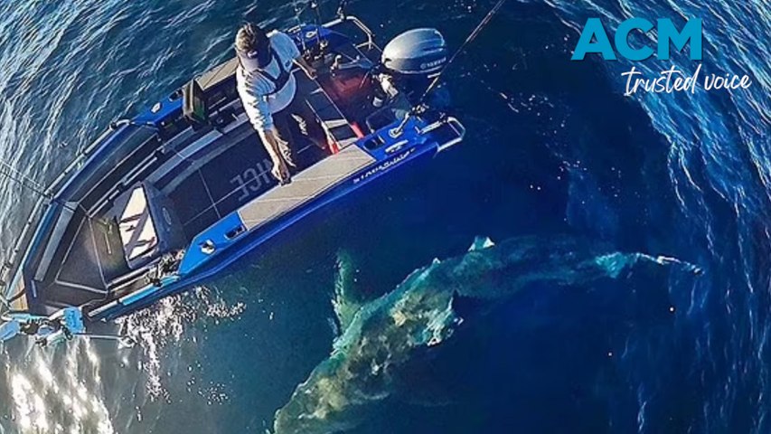'It's as big as my boat': fisherman's encounter with huge shark | The Canberra Times | Canberra, ACT
