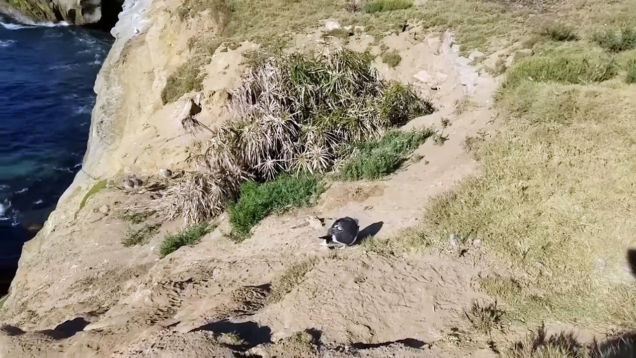 A Gull Bird Rips a Rabbit Apart Battle For Food - video Dailymotion