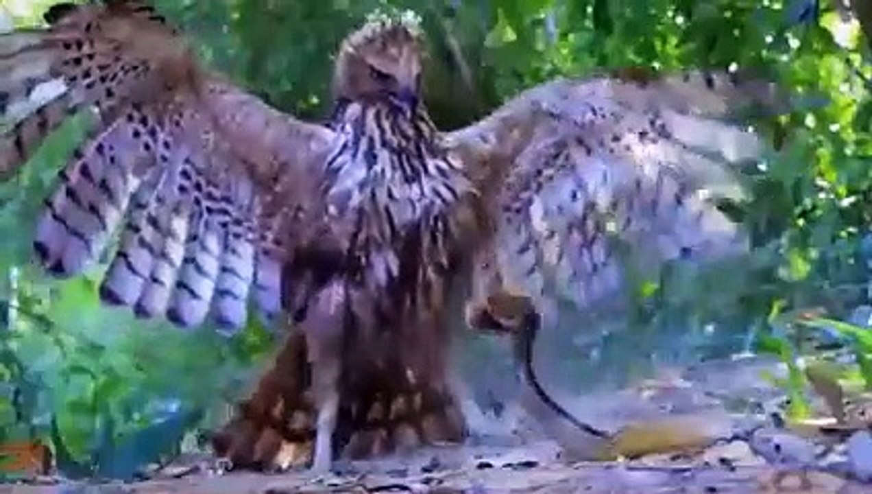 Eagles Hard Beak Easily Defeated Snake Animals Attack 2023_v24 - video ...