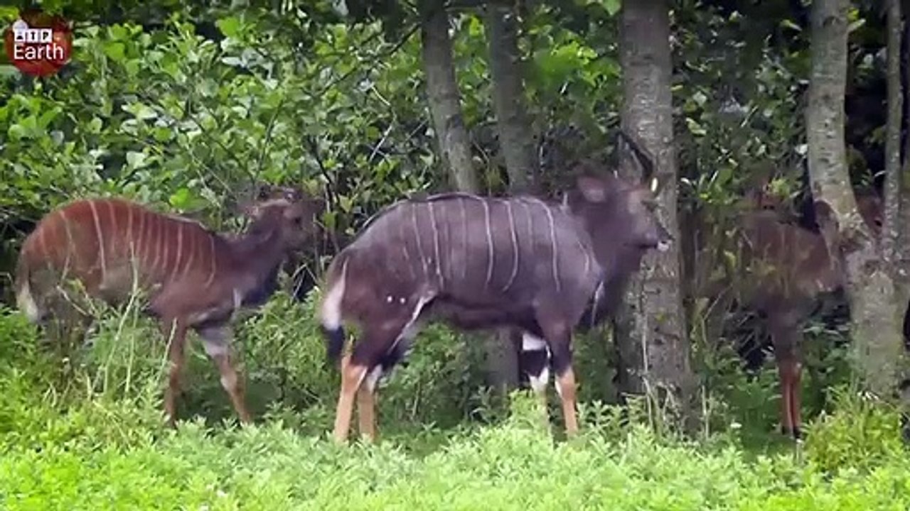 Lion Attack Nyala and Enjoy Slowly - video Dailymotion