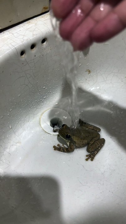 Frog Hops From Sink to Face - video Dailymotion