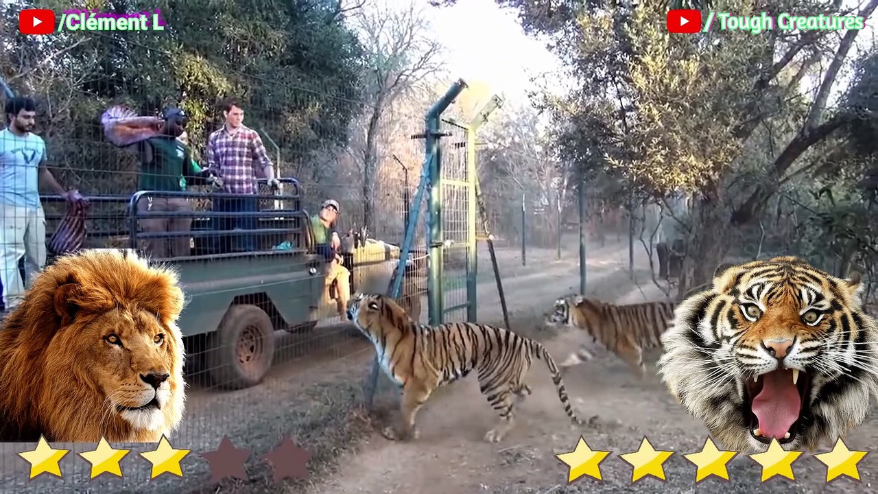 Lion VS Tiger Real Fight 2021 - Tiger VS Lion - Tough Creatures - video ...