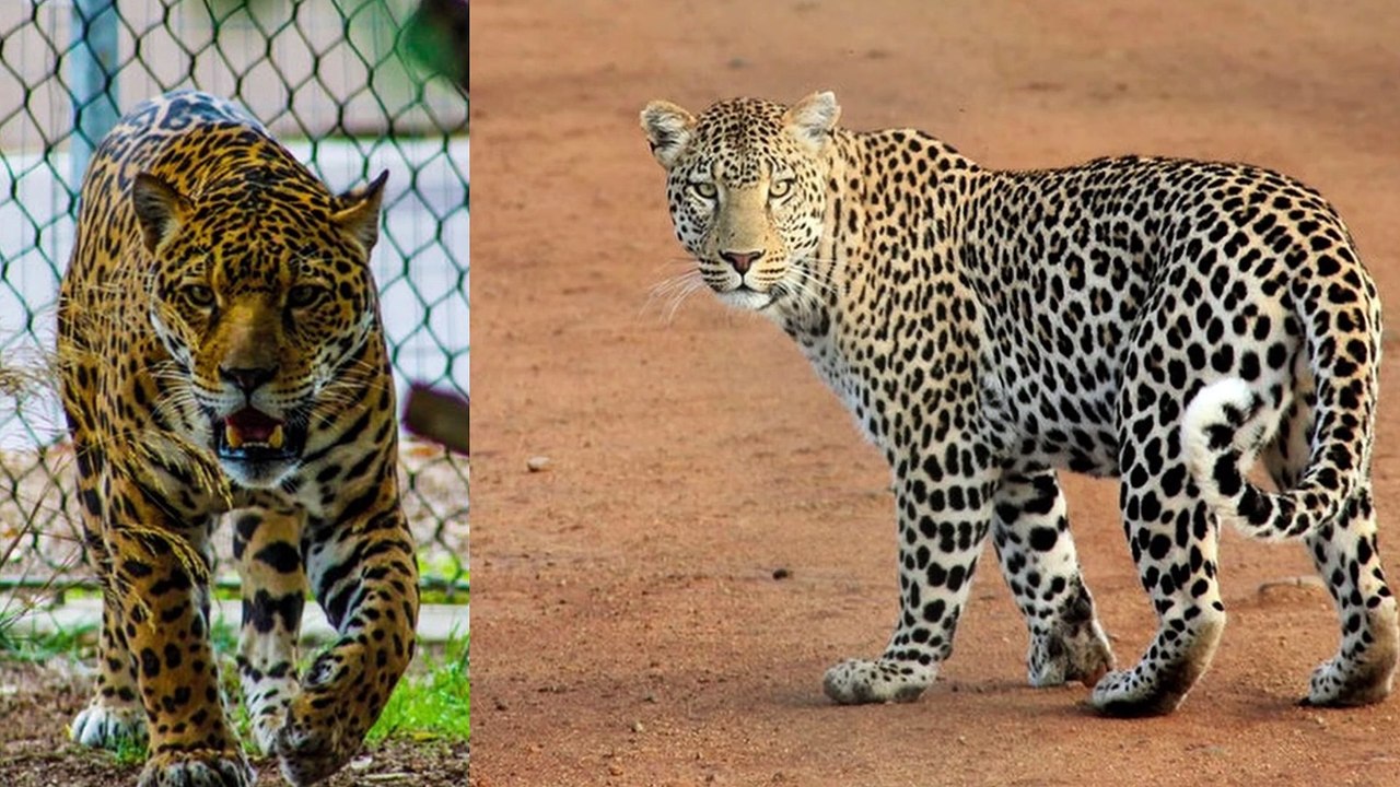 Top 10 Strongest Predators in The Wild Prey VS Predator - video Dailymotion