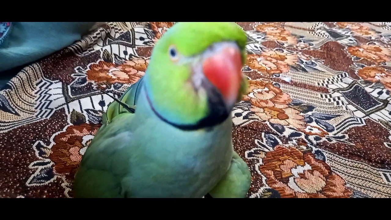 Raw Tota Indian Toto Talking bird Ringneck Parrot - video Dailymotion