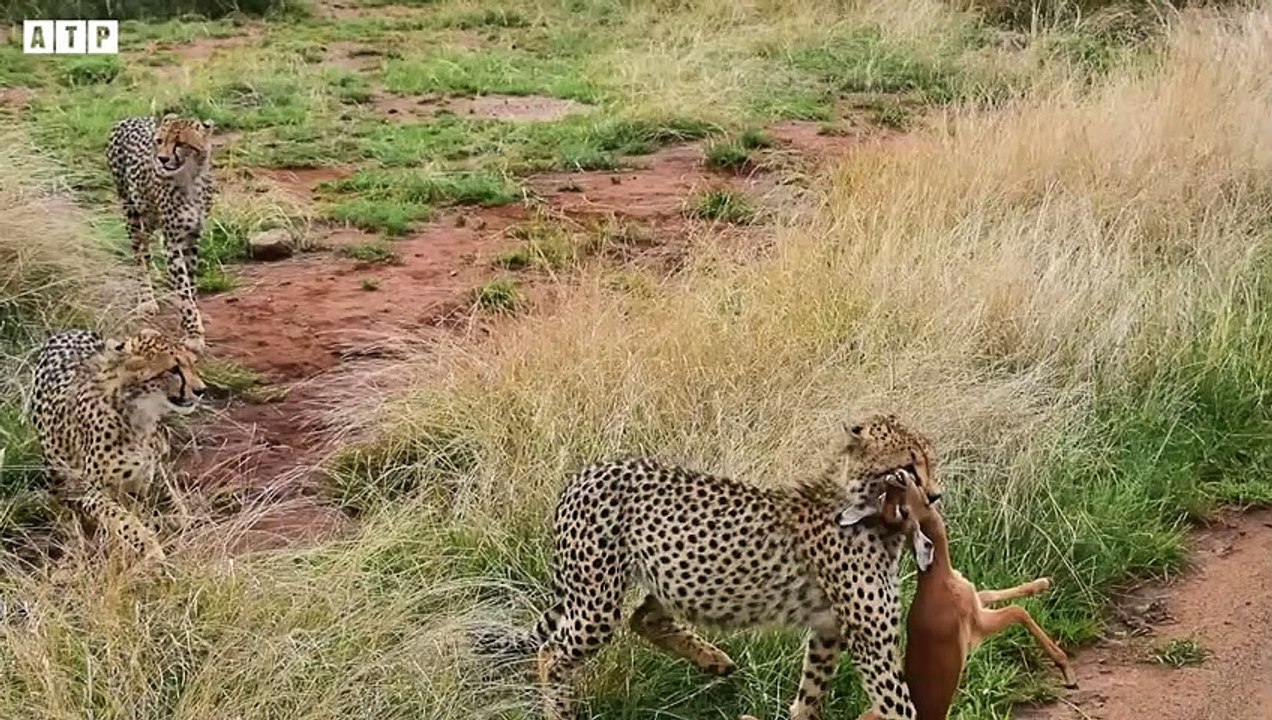 Cheetah Play with Meal - Animal Fight ATP Earth - video Dailymotion