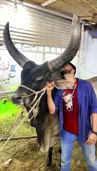 BEAUTIFUL BULL --BAKRA EID _ COW MANDI 2023 _Qurbani(360P) - video ...