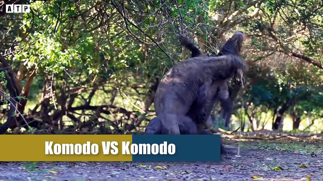 Amazing! Monitor Lizard Vs Python, Komodo Dragon vsCrocodile Best ...
