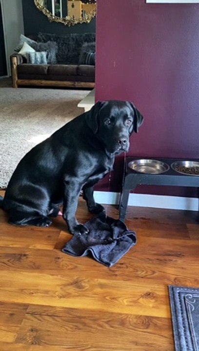 Drooling Lab Makes a Mess at Water Bowl - video Dailymotion