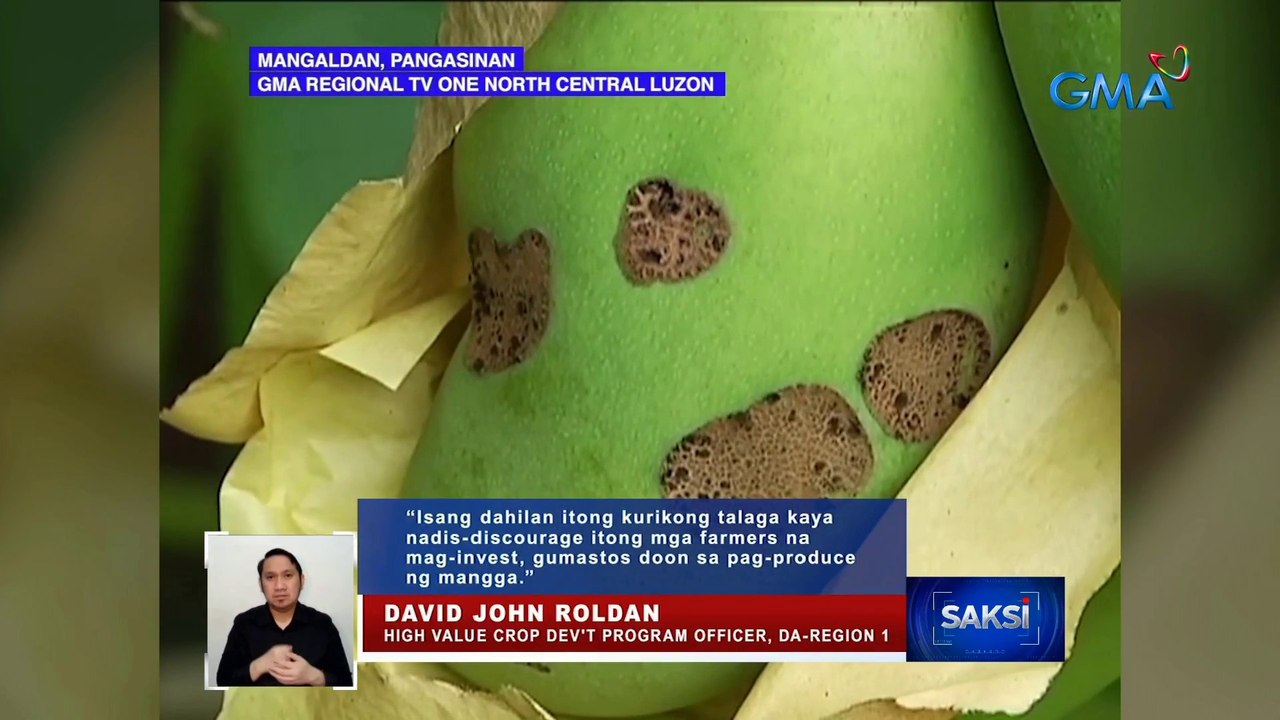 Mga taniman ng mangga, inatake ng peste; mga aanihing prutas, nabulok ...