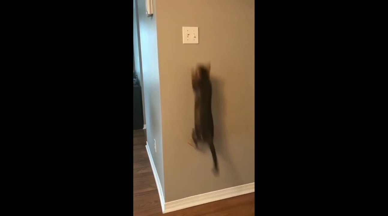 CAT Funny Part 1 - video Dailymotion