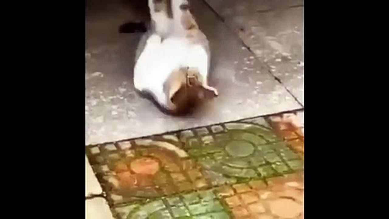Funniest Cats And Dogs Funny Animal Videos Part 16 - Foolish Pet ...