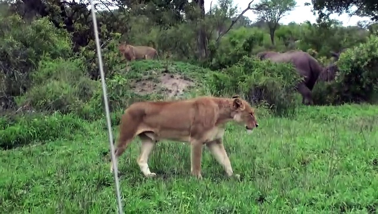 LIONS get 'gateCRASHED'. PYTHON eats IMPALA - video Dailymotion