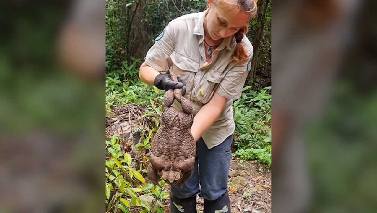 ‘Toadzilla’: Monster cane toad weighing 2.7kg discovered in Australia ...