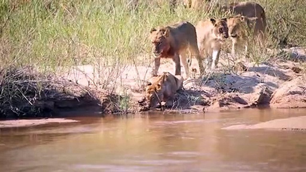 Sub adult LIONS catch a WILDEBEST - video Dailymotion