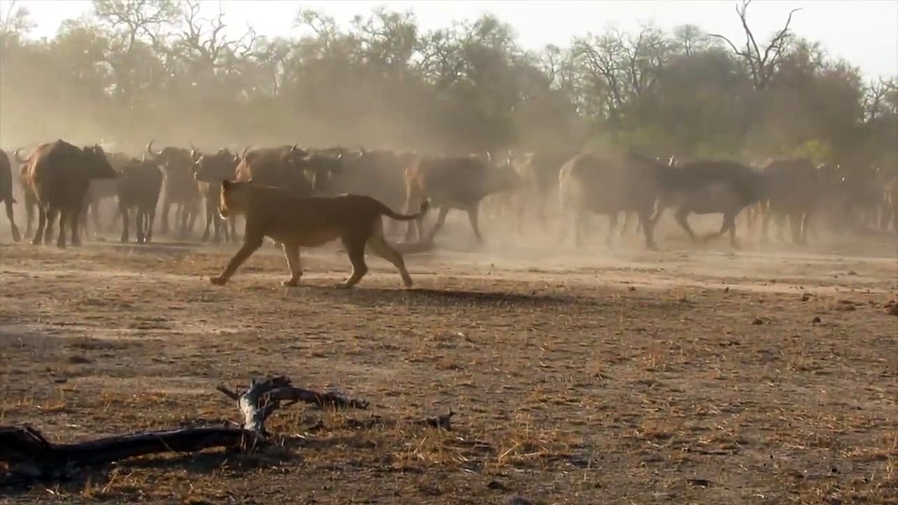 Sub adult LIONS hunt BUFFALO - video Dailymotion