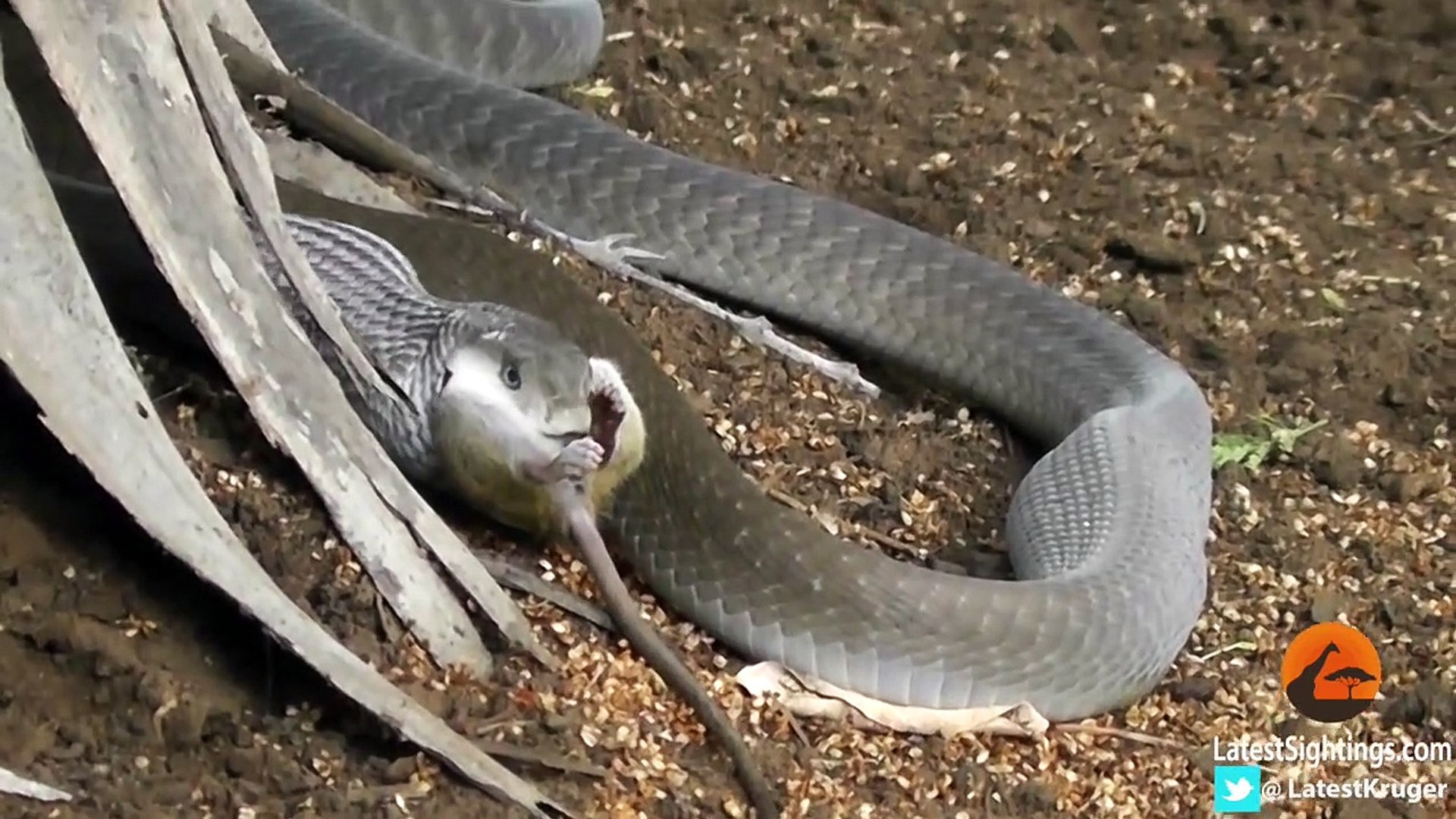 Black Mamba Vs Mongoose