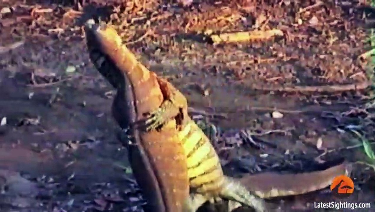 Monitor Lizards Wrestling and Fighting - Latest Wildlife Sightings ...